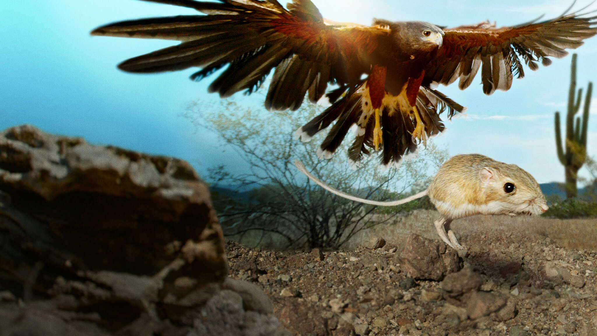 Watch Tiny Creatures | Netflix Official Site