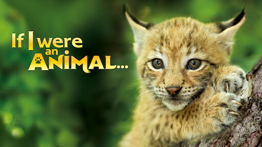 Watch Inside the Mind of a Cat | Netflix Official Site