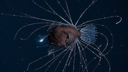 Watch Our Planet | Netflix Official Site