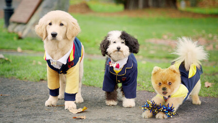 Watch Pup Academy | Netflix