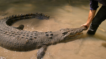 Watch Wild Croc Territory | Netflix Official Site