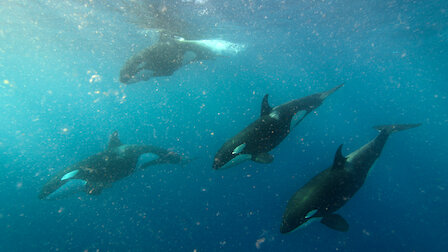 Watch Our Planet | Netflix Official Site